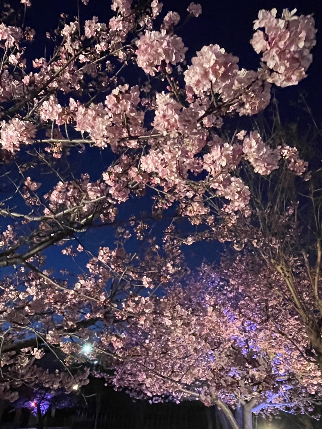 新着情報 | 伊豆稲取温泉 湯苑別館 SAZANA さざな【公式】バリ風の空間で自分だけの特別な休日を過ごす